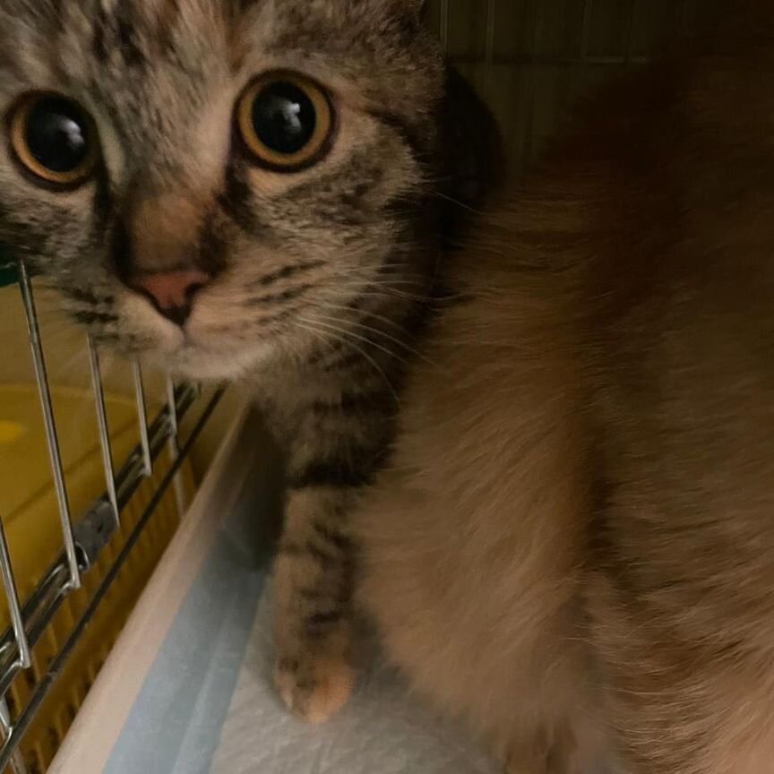 Девочка-трехцветка в клетке