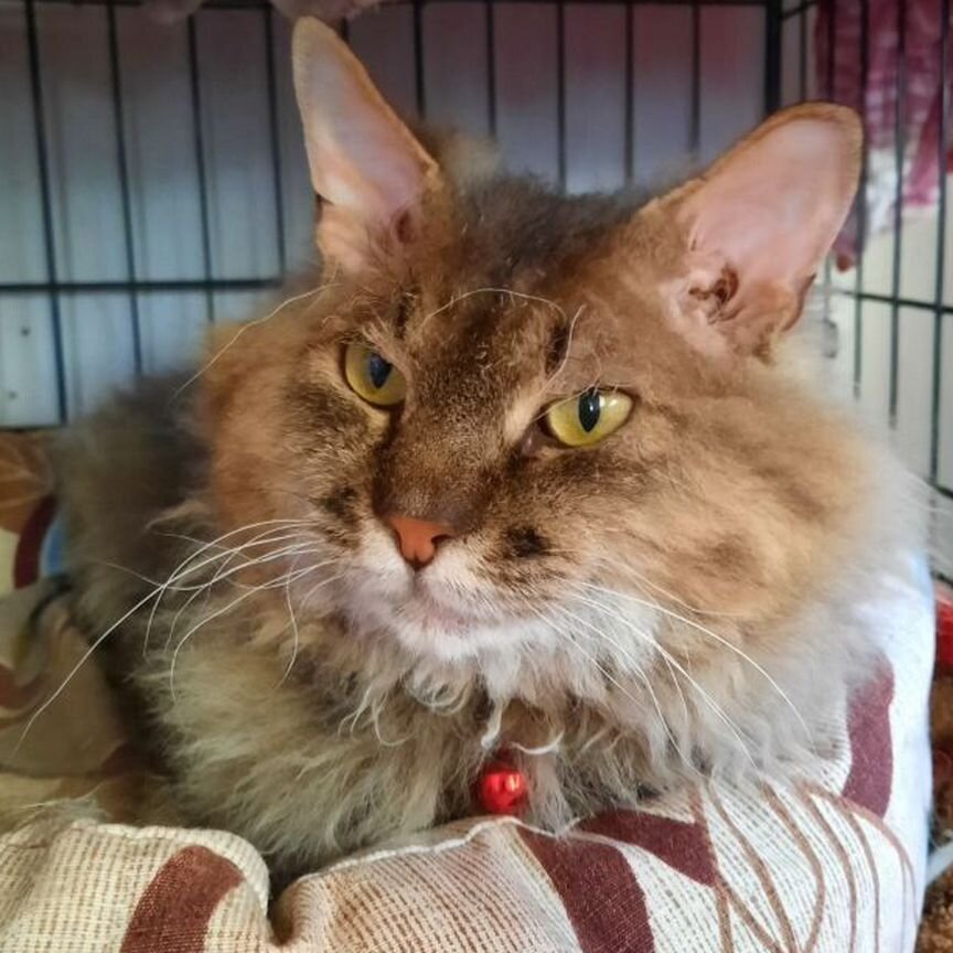 Взрослый кот в добрые руки