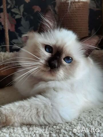 Священная бирма-котята