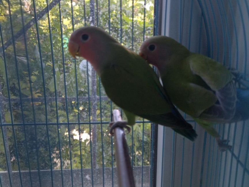 Краснощёкий неразлучники