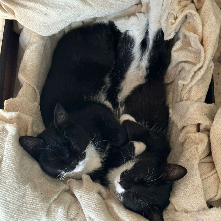 Котят подкинули