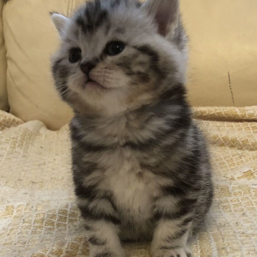 Котята породы манчкин