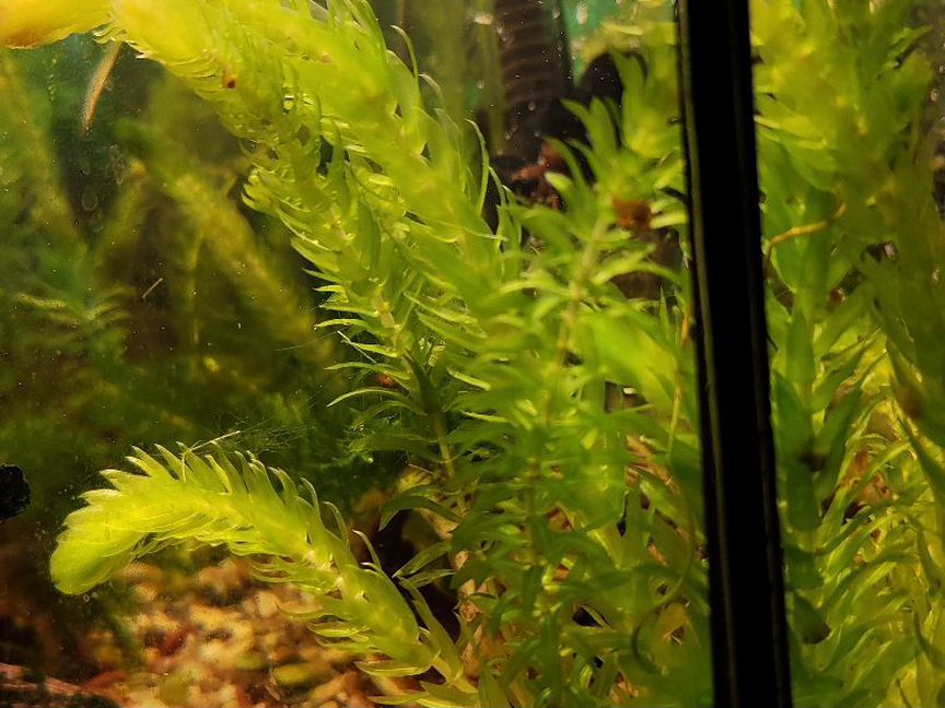 Аквариумное растение элодея