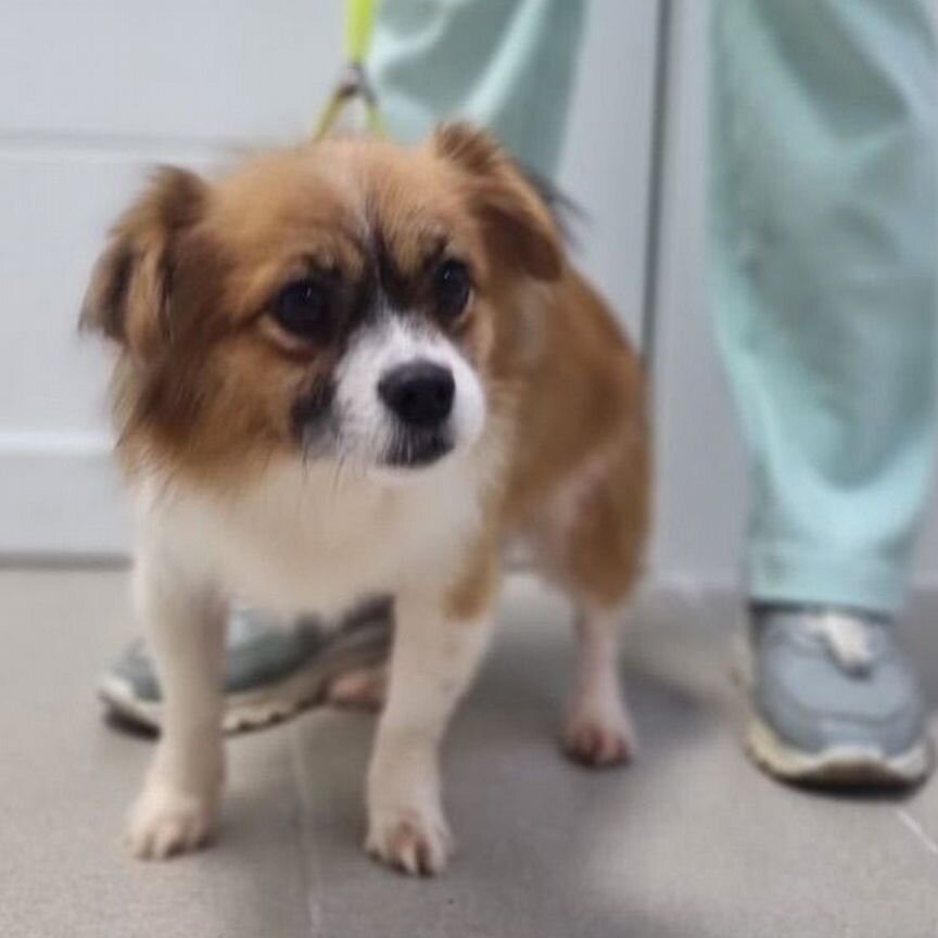 Взрослая собака в добрые руки