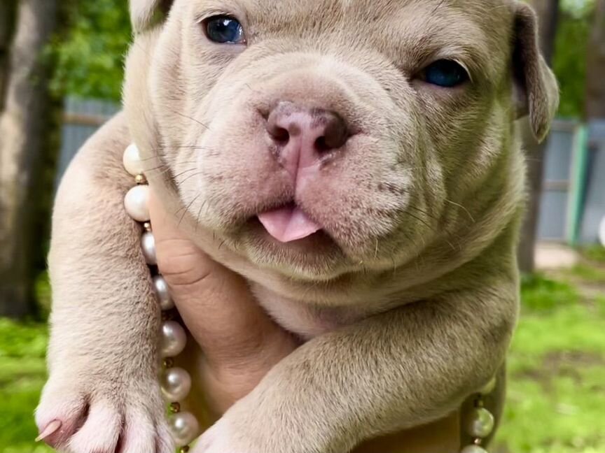 Шикарные щенки американского булли покет и мини