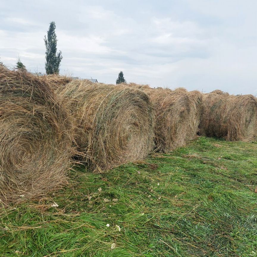 Сено в рулонах
