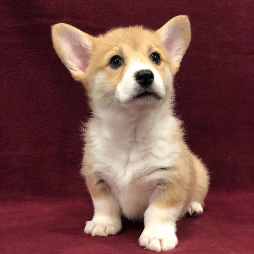 Забавная девочка Айка (вк Пемброк)