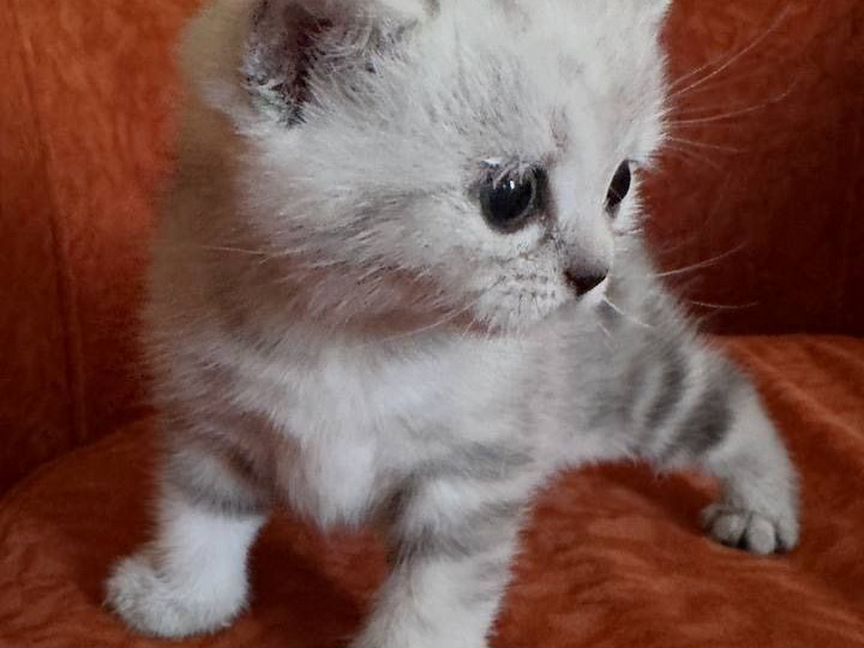 Британская