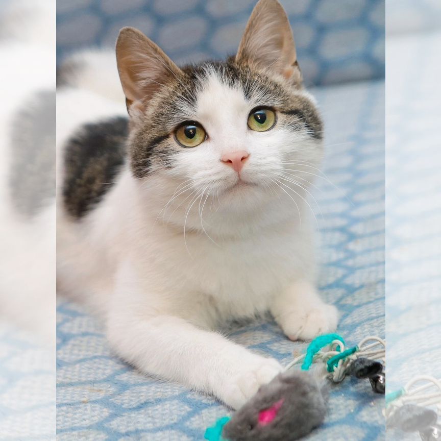 Котик 5 месяцев в добрые руки