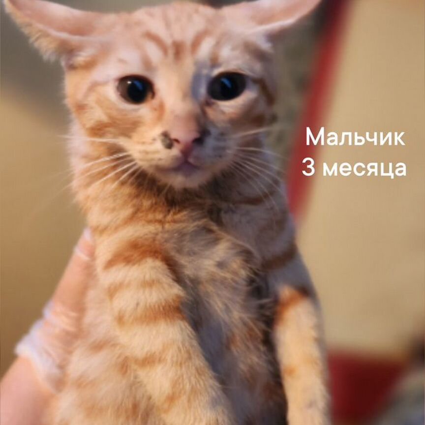 Котята в добрые руки бесплатно