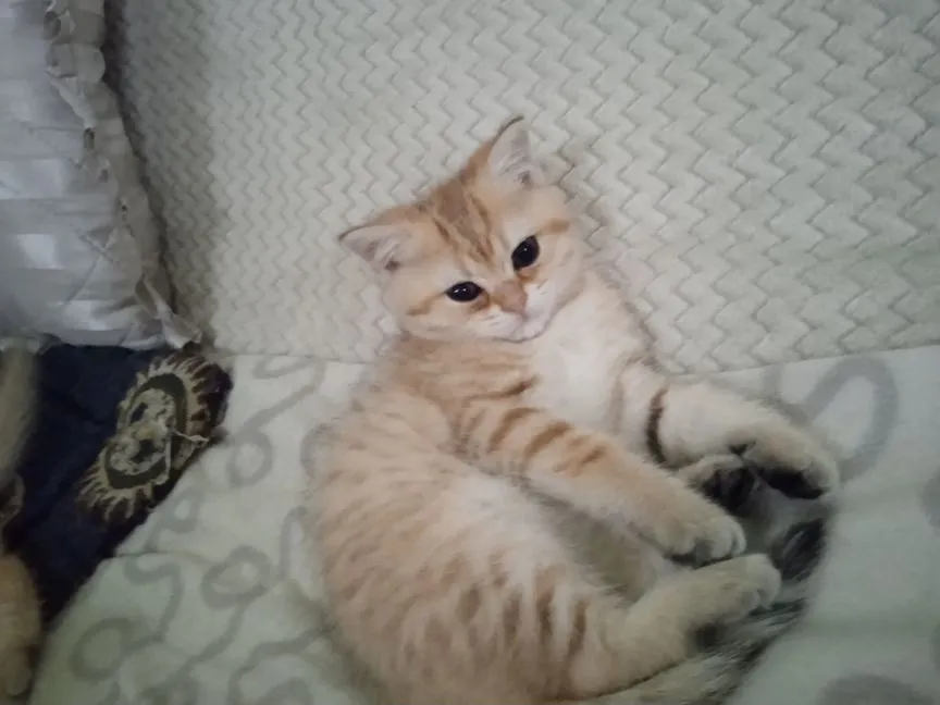 Британские котята