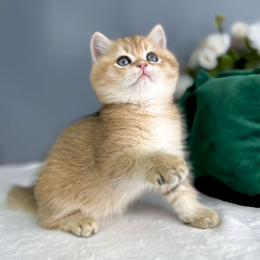 Британский короткошёрстный котёнок
