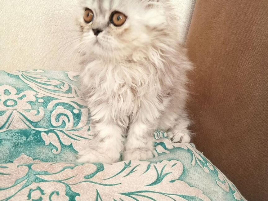Персидская кошечка