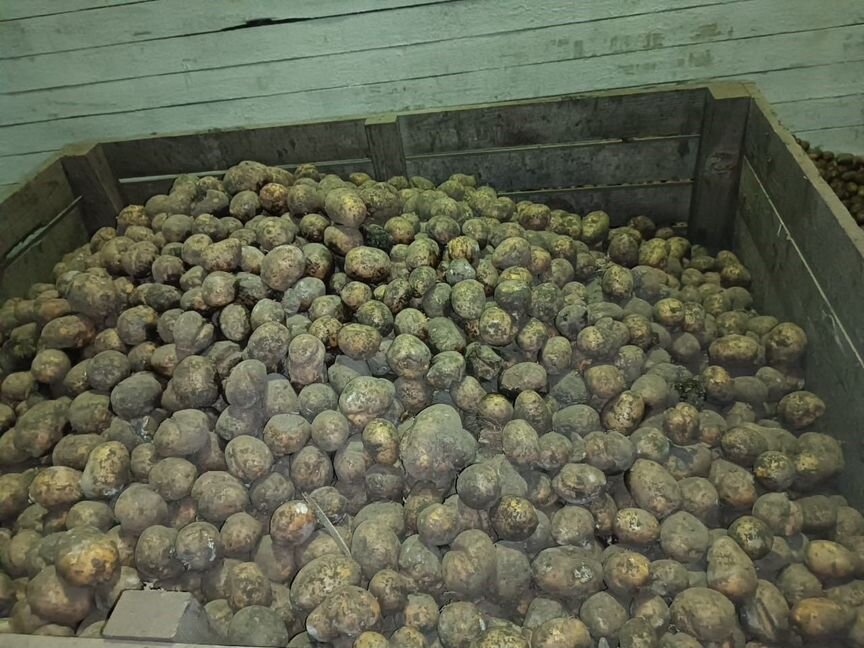 Продам кормовой картофель, сорт Гала