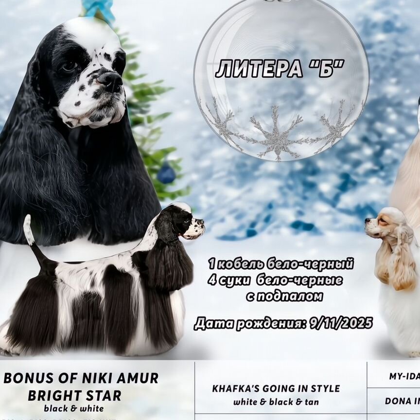 Американский кокер-спаниель, щенок