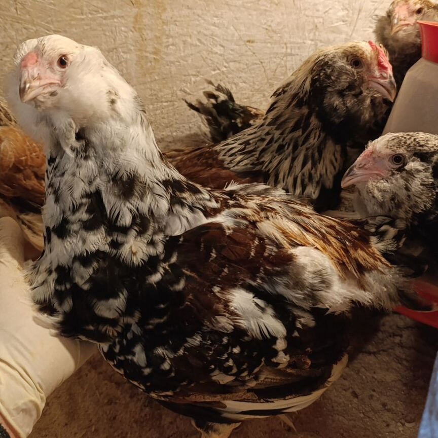 Петушки мясо- яичных пород