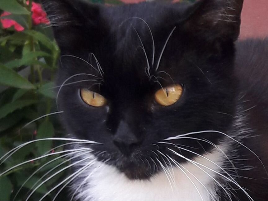 Кошка