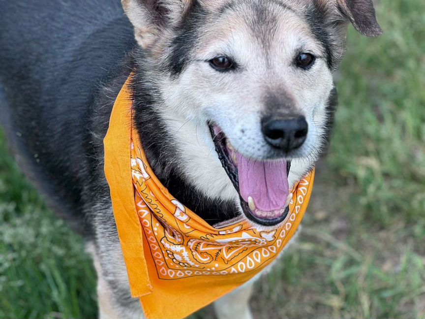 Собака в добрые руки