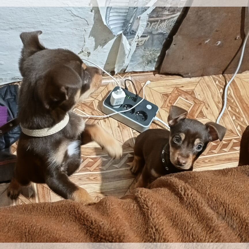 Русский той-терьер, щенок