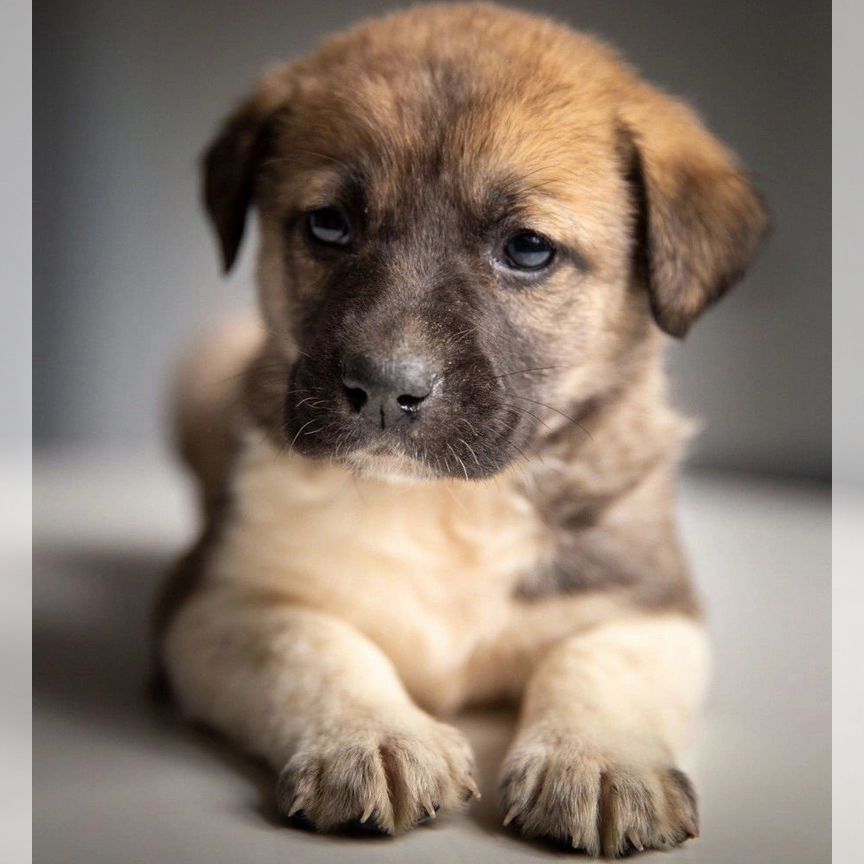 Красивые щенки В самые добрые руки