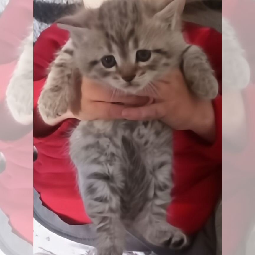 Британский длинношёрстный котёнок