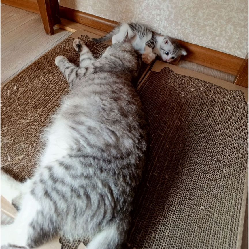 Котёнок в добрые руки