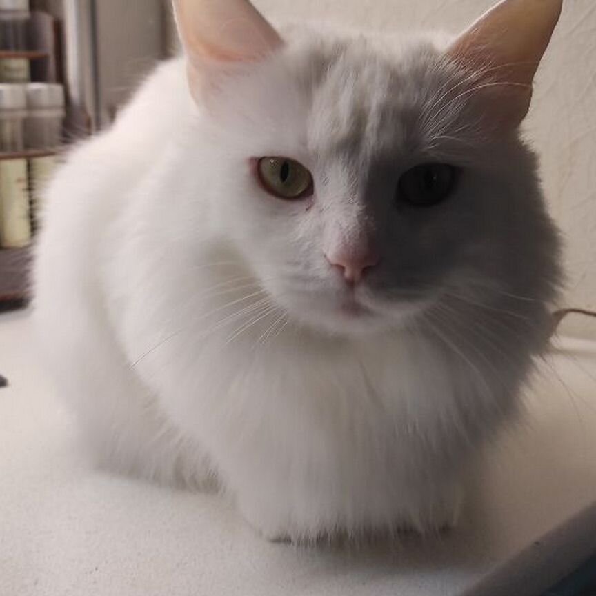 Взрослая, кошка в добрые руки