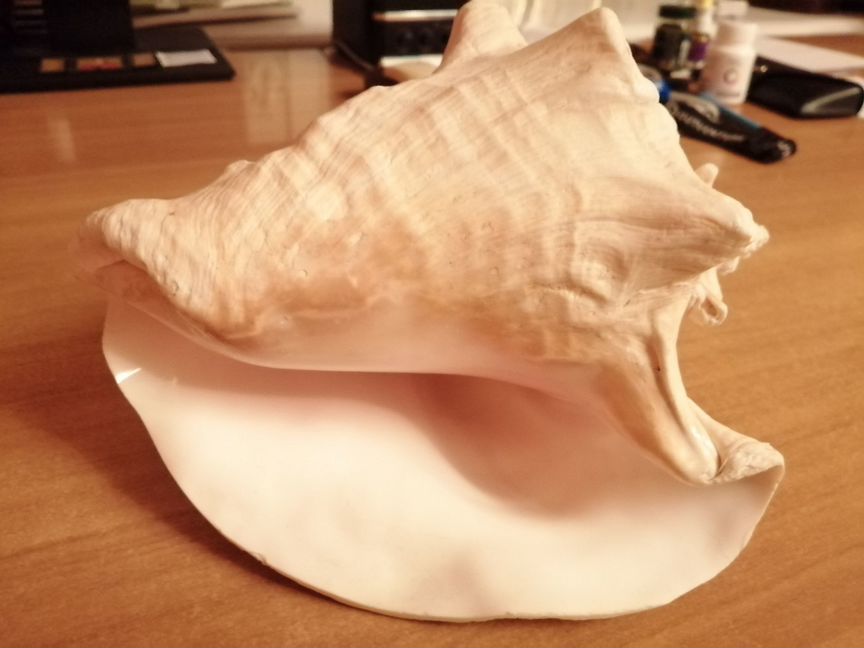 Большая морская раковина
