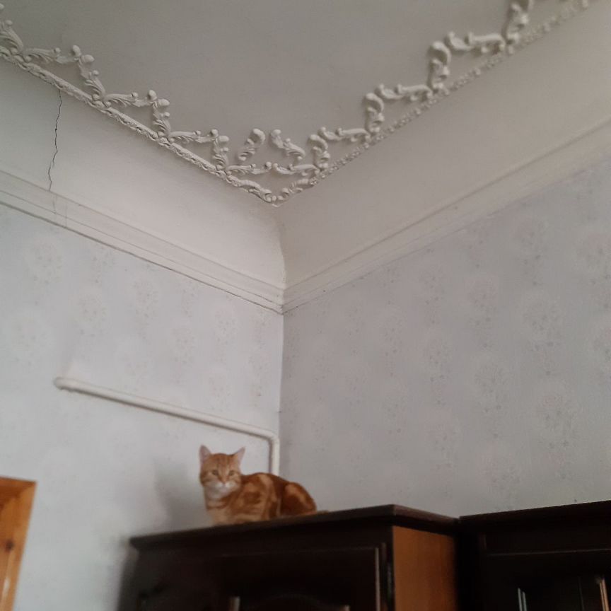 Потерялся кот