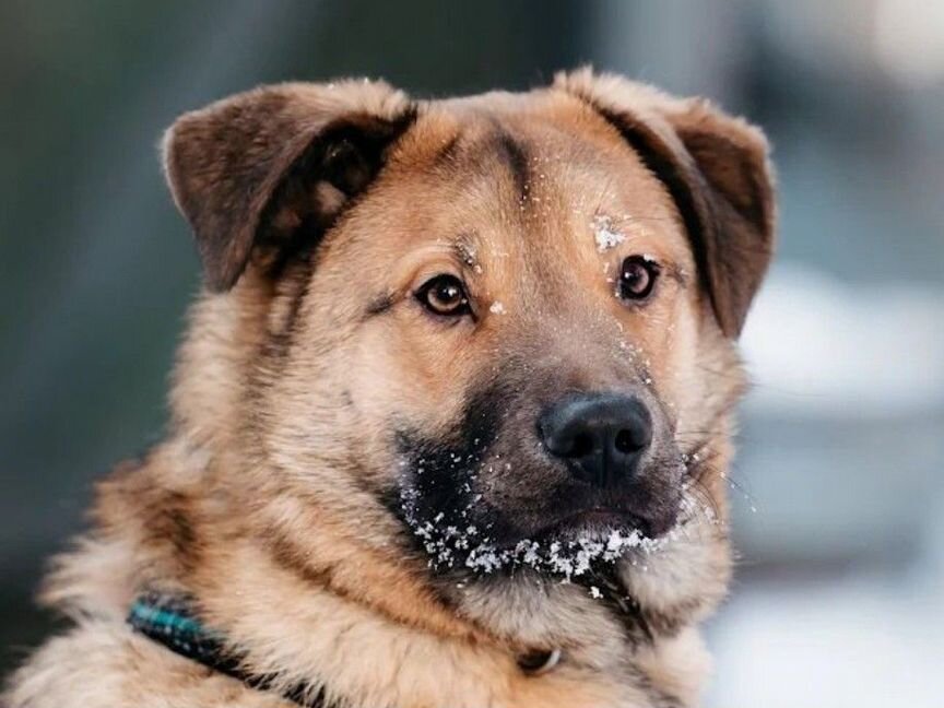 Плюшевый Альп ищет дом