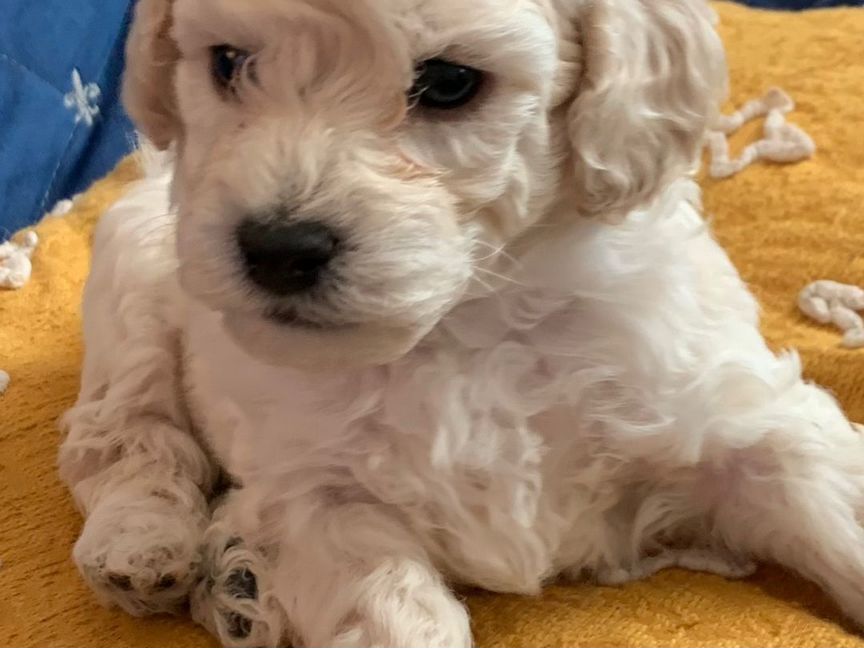 Той-пудель мини мальчик