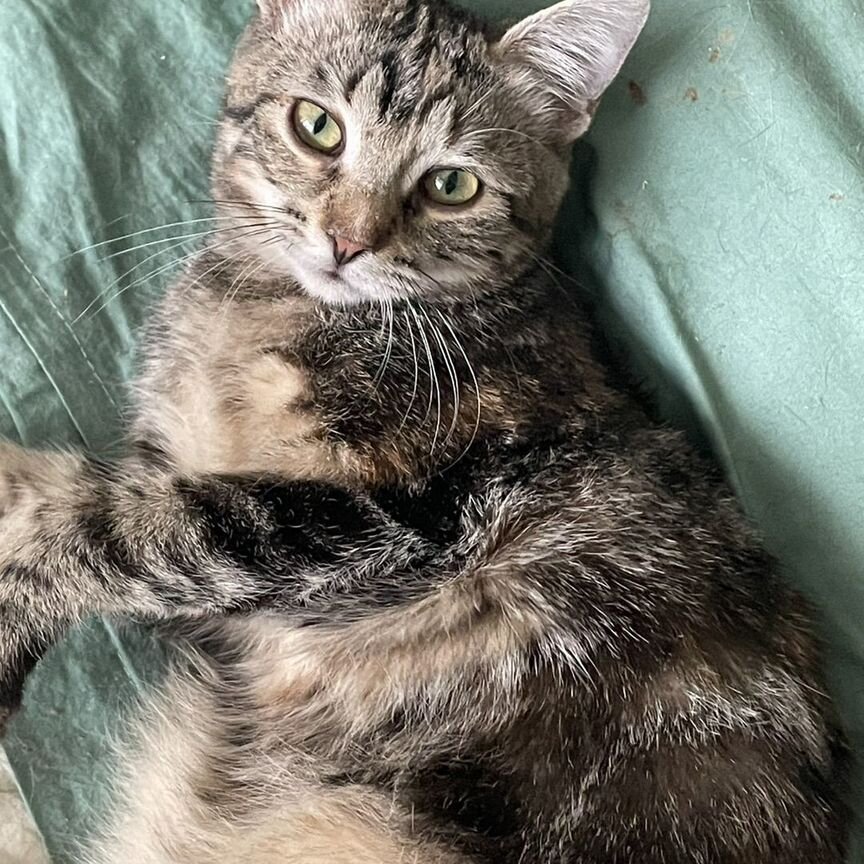 Котенок девочка