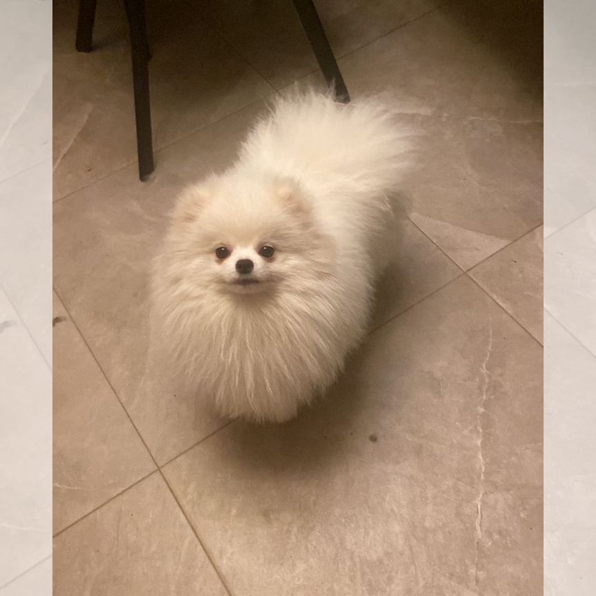 Померанский шпиц, щенок