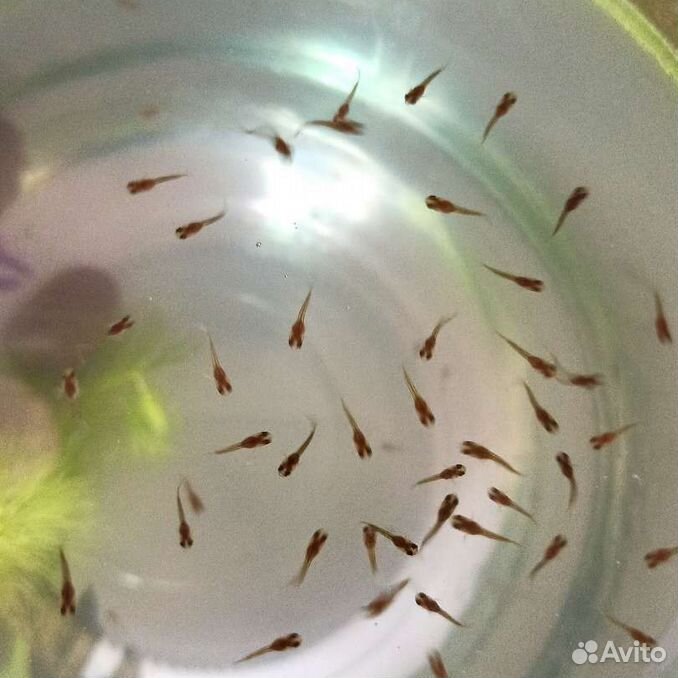 Рыбки Гуппи мальки и подросшие