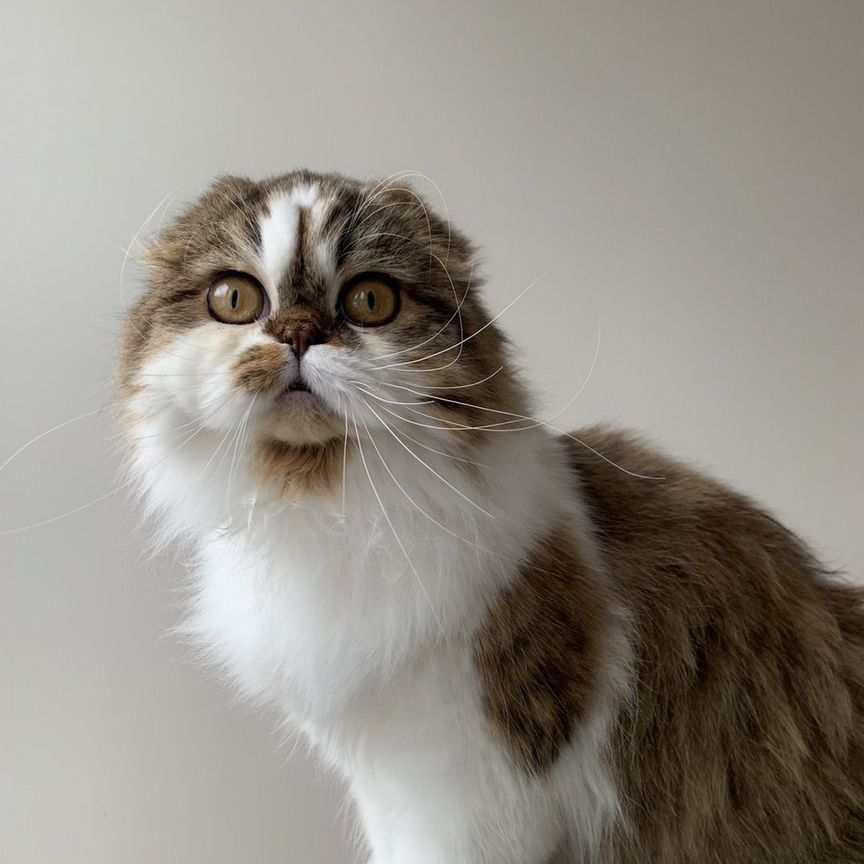 Шотладская вислоухая кошка