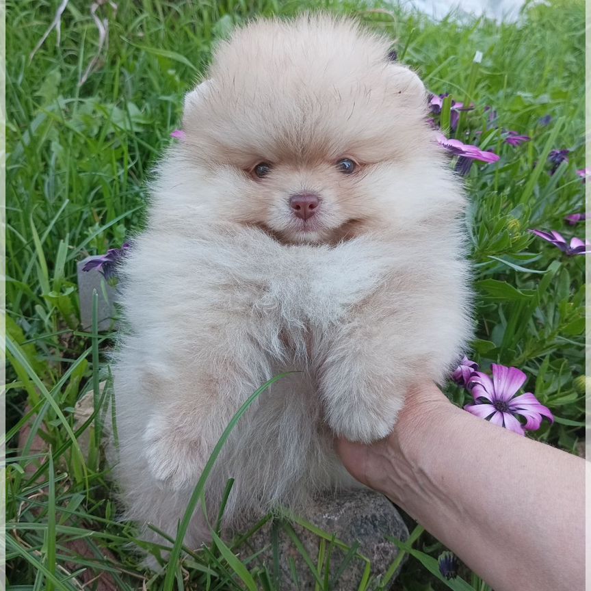Щенок шпица