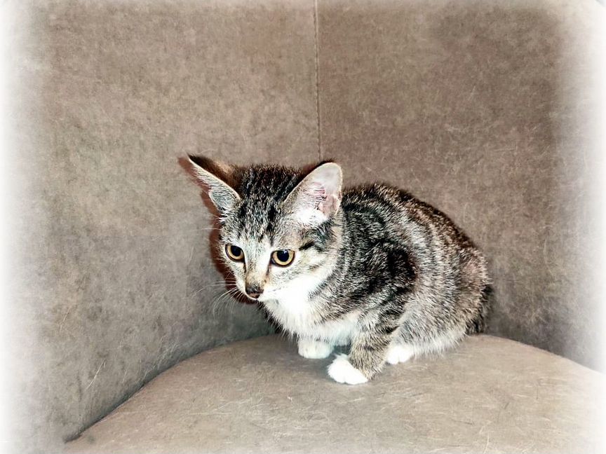 Котенок мальчик 2,5 м