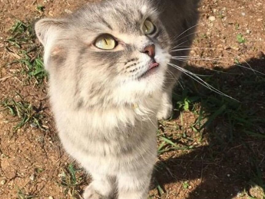 Кот в добрые руки