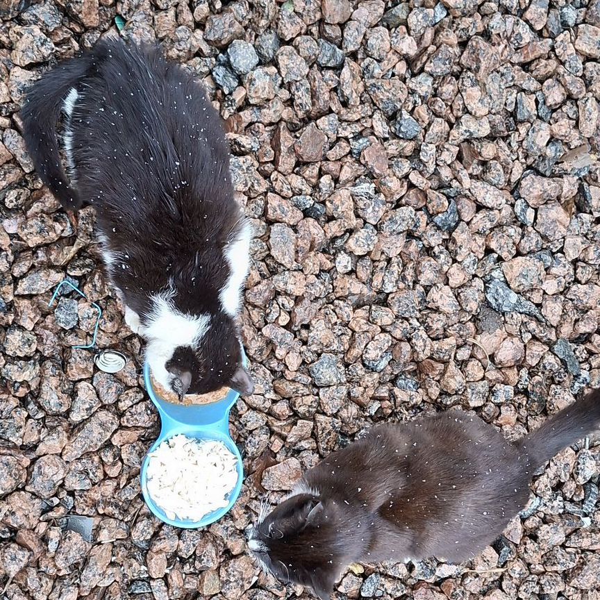 Взрослый кот в добрые руки