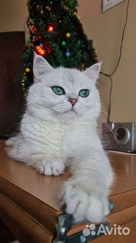 Отдаю в добрые руки