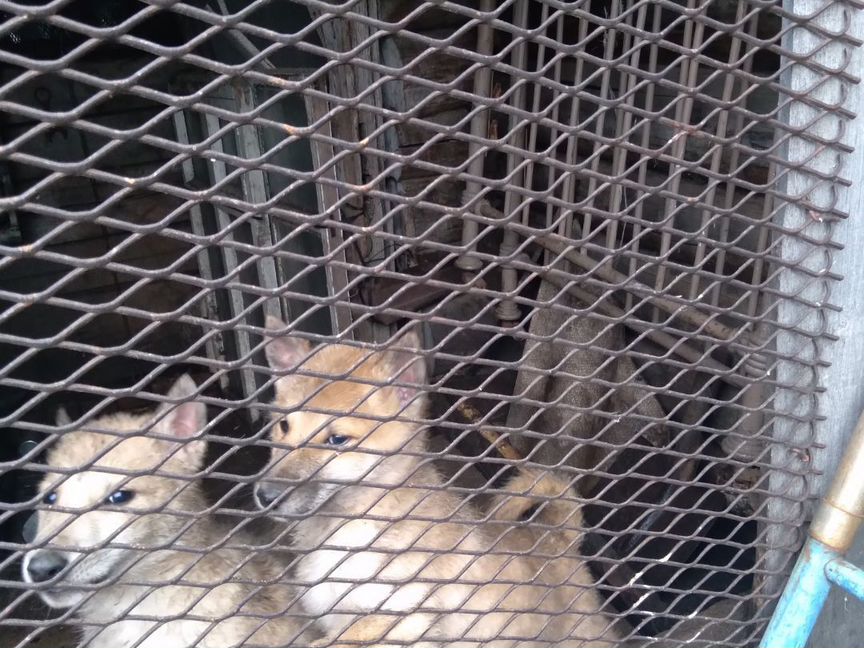 Щенки западно-сибирской лайки