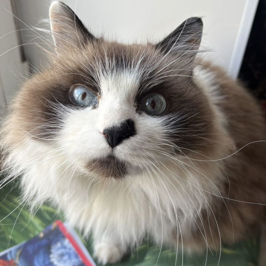 Американский бобтейл длинношёрстный, взрослый кот