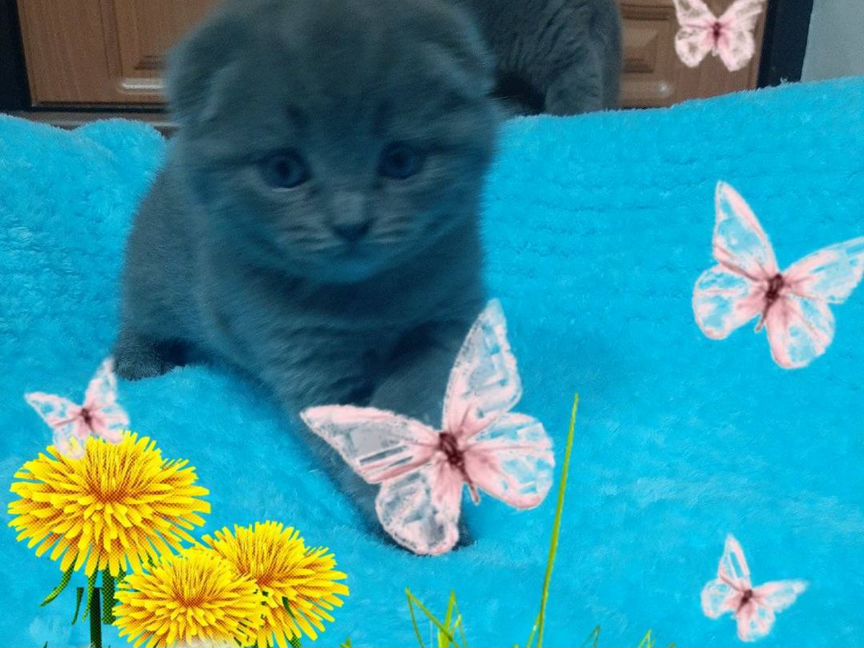 Шотладские вислоухие котята