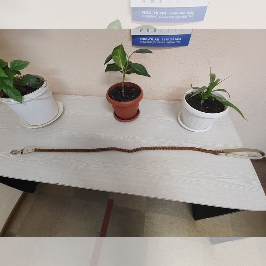 Поводок для собак