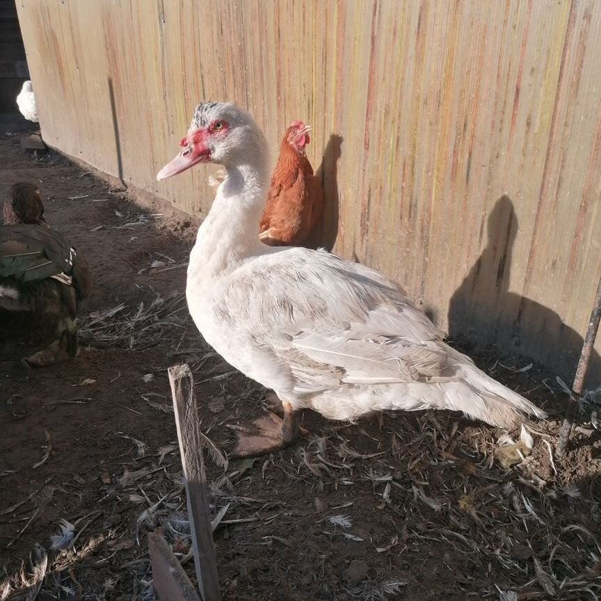 Селезень индоутки, тяжёлая линия