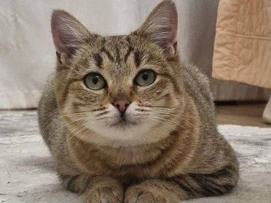 Кошка в дар