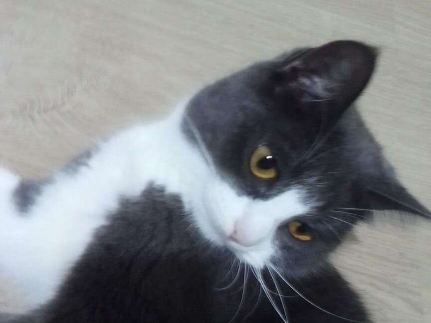 Кошка в дар, серо белая кошка, умная кошка