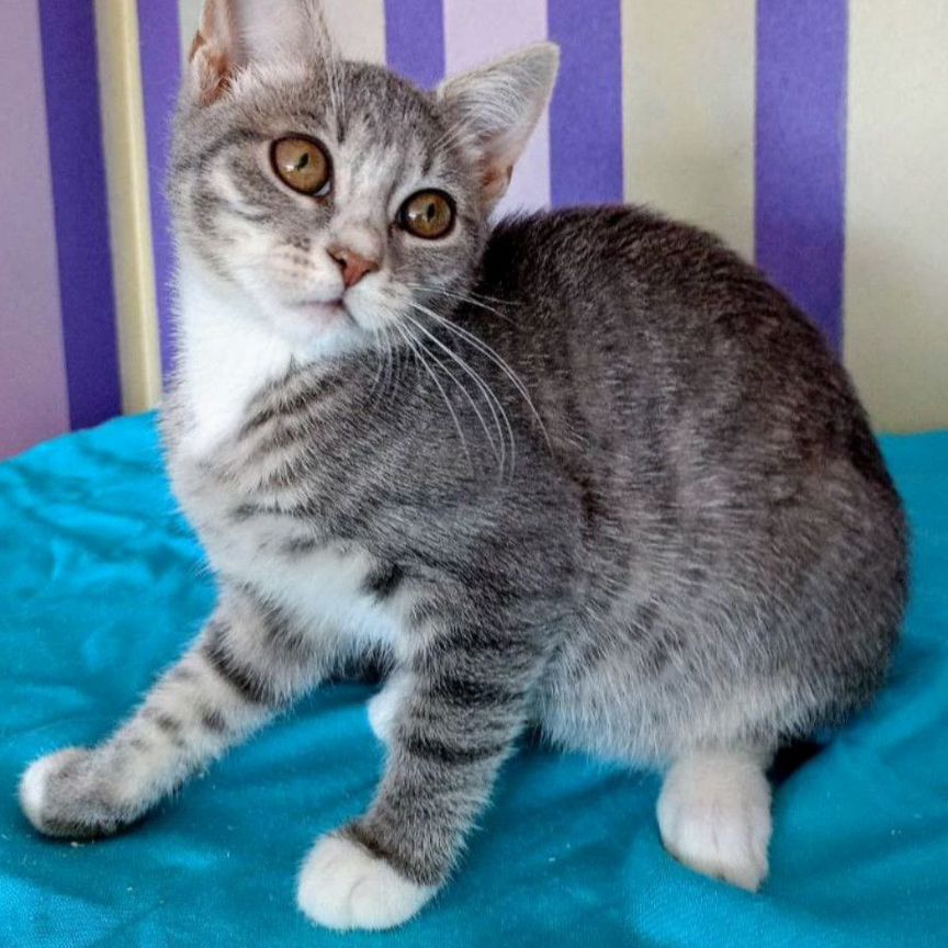 Котенок в добрые руки. Агата балеринка