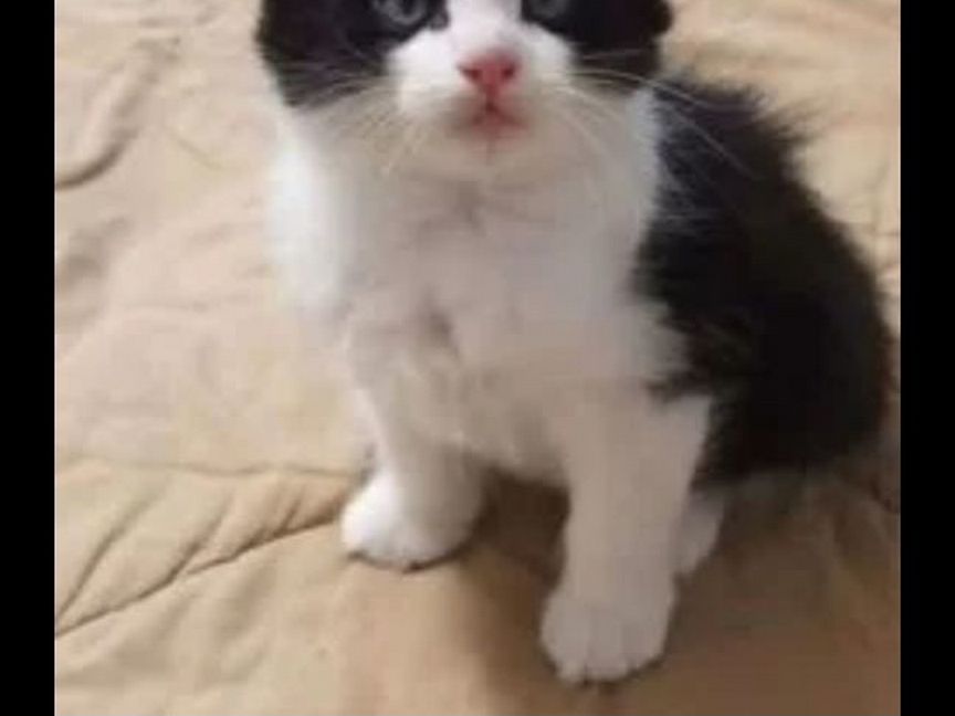 Котенок Мейн-кун мальчик