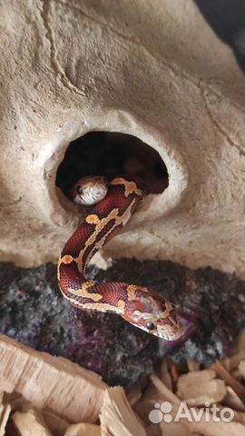 Змея маисовый полоз